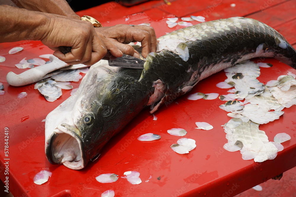 Tropical freshwater fish Arapaima Gigas, also known as Pirarucu. Wild ...