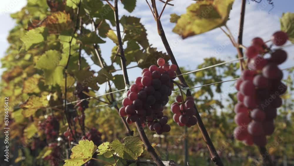 Bunches of fresh, juicy grapes ripen on the vines plantation fields in ...