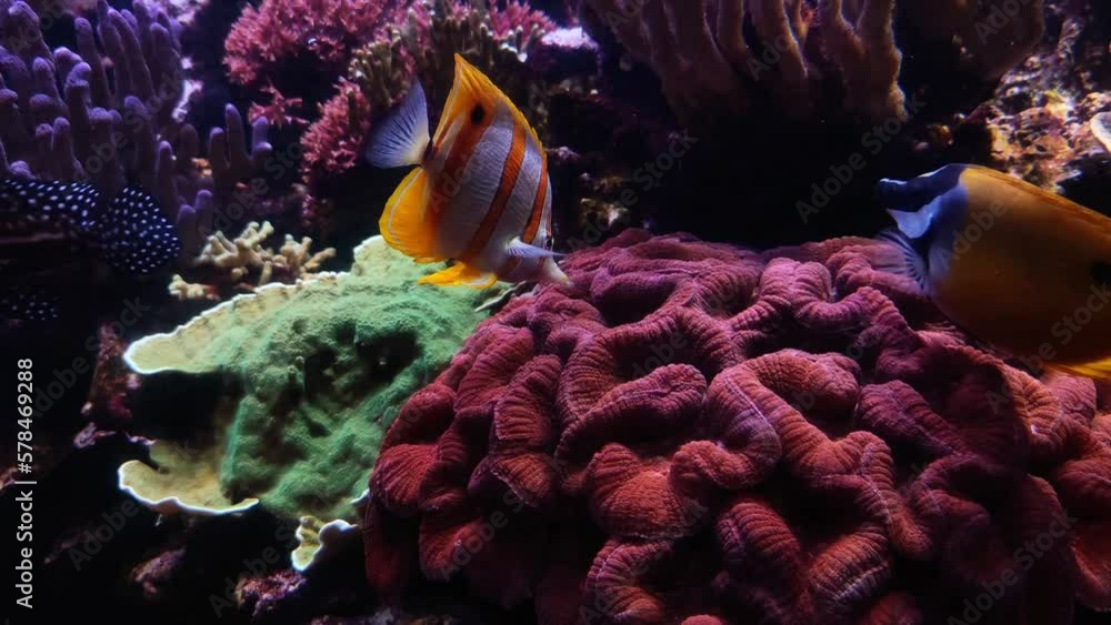 4K video of many varieties of tropical fish swimming around in a coral ...