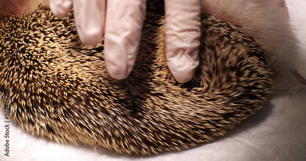 The doctor runs his hand in a surgical glove along the spines of a ...