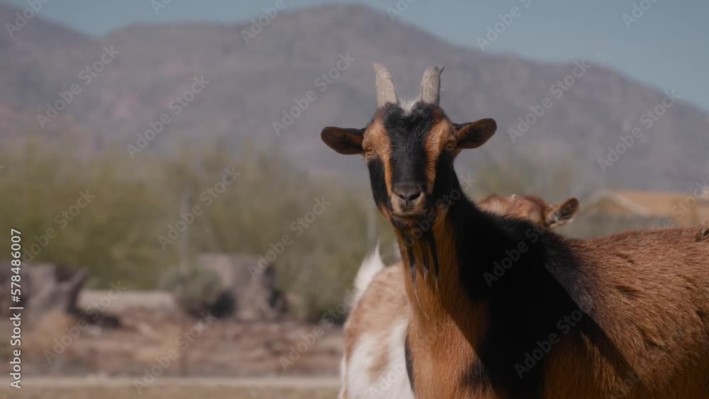Vidéo Stock Goat. Livestock raising, farming, walking pets on the ranch ...