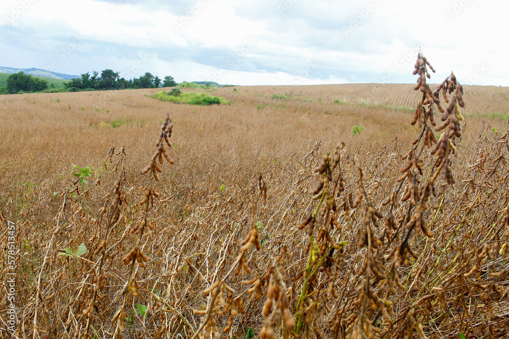 Soy crop ready for harvest. The soybean is ready to be harvested in the ...
