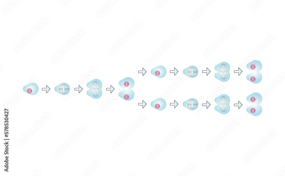 Scientific Designing of Meiosis Phases. Germ Cell Division Process ...