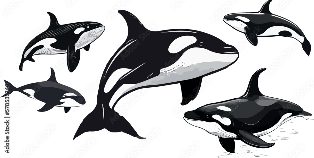 set of orca killer whale Stock Vector | Adobe Stock