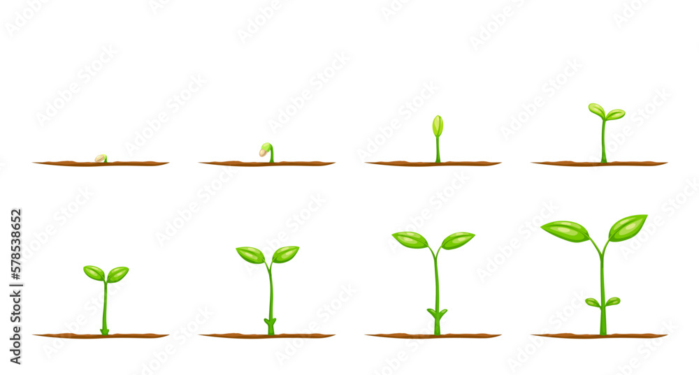 Grow plant from seed. Vector sprouts of garden tree sapling or ...