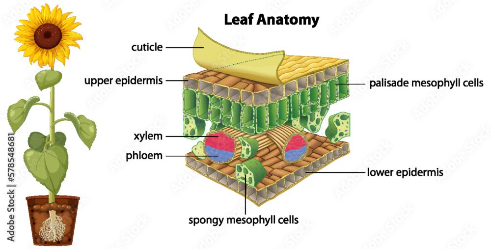 Diagram of leaf anatomy Stock Vector | Adobe Stock