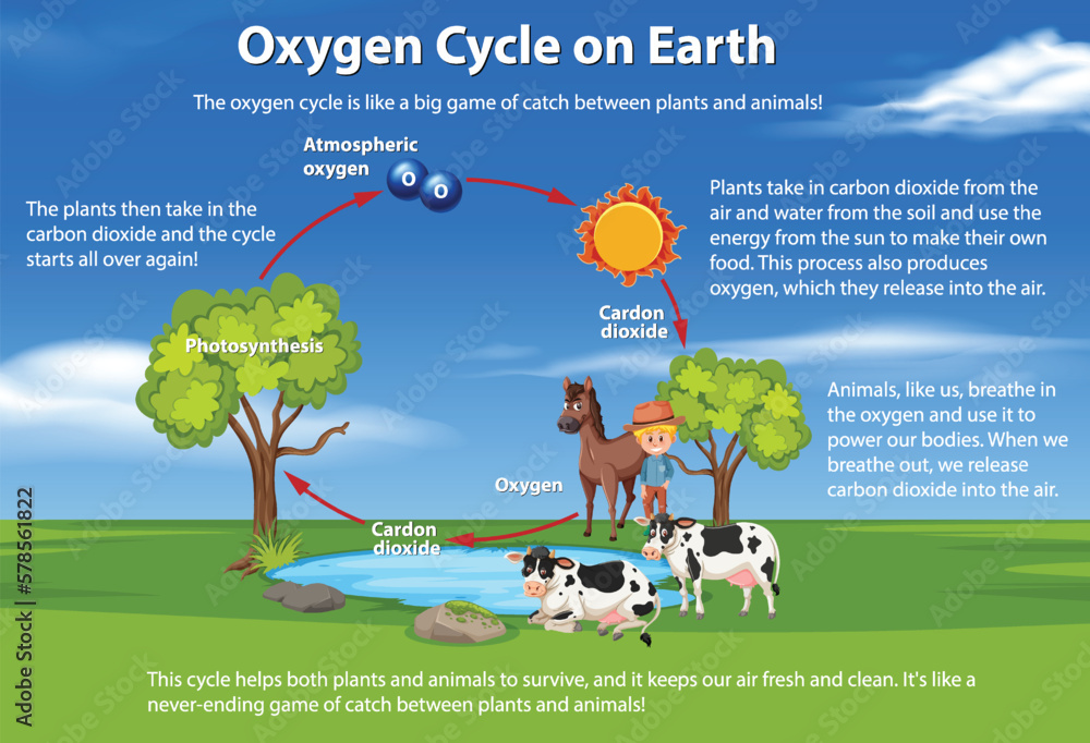 Oxygen Cycle on Earth Diagram Stock Vector | Adobe Stock