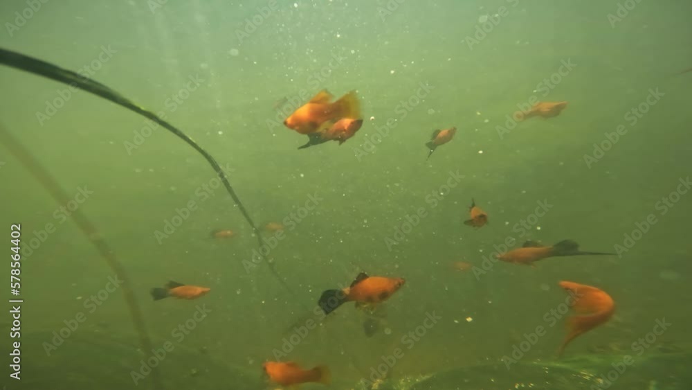 Observe schools of platy fish or Xiphophorus maculatus using underwater ...