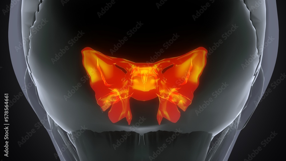 3d render human sphenoid bone anatomy Stock Illustration | Adobe Stock
