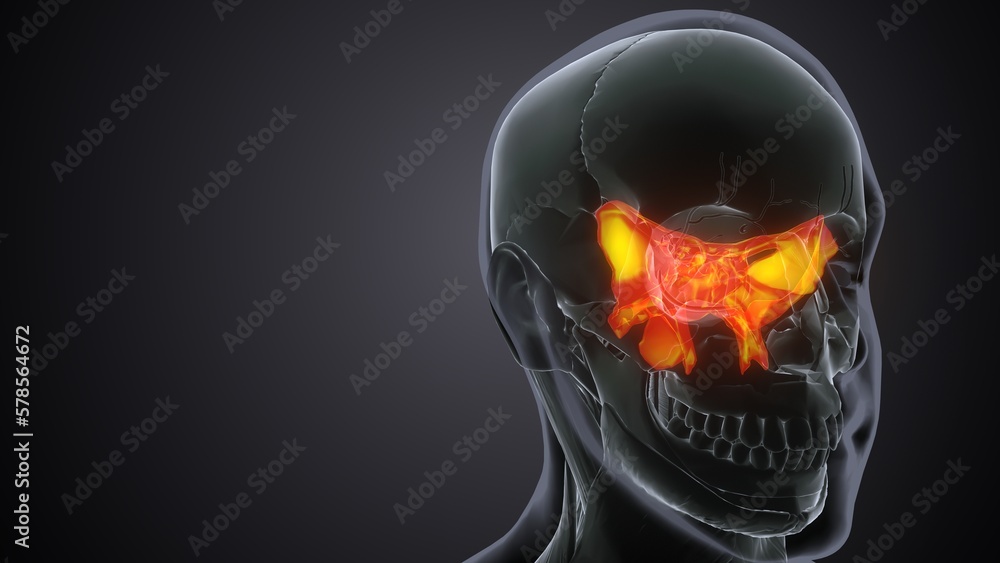 3d render human sphenoid bone anatomy Stock Illustration | Adobe Stock