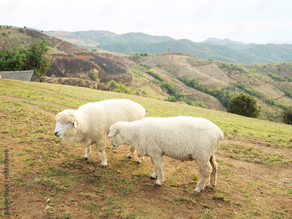 Shaggy sheep see forage on farm on morning with mountain backdrop ...