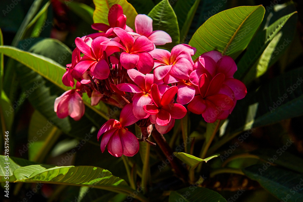 Plumeria rubra or red jasmine. pocynaceae, dogbane family. Other names ...