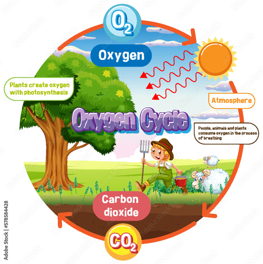 Oxygen Cycle Diagram for Science Education Stock Vector | Adobe Stock