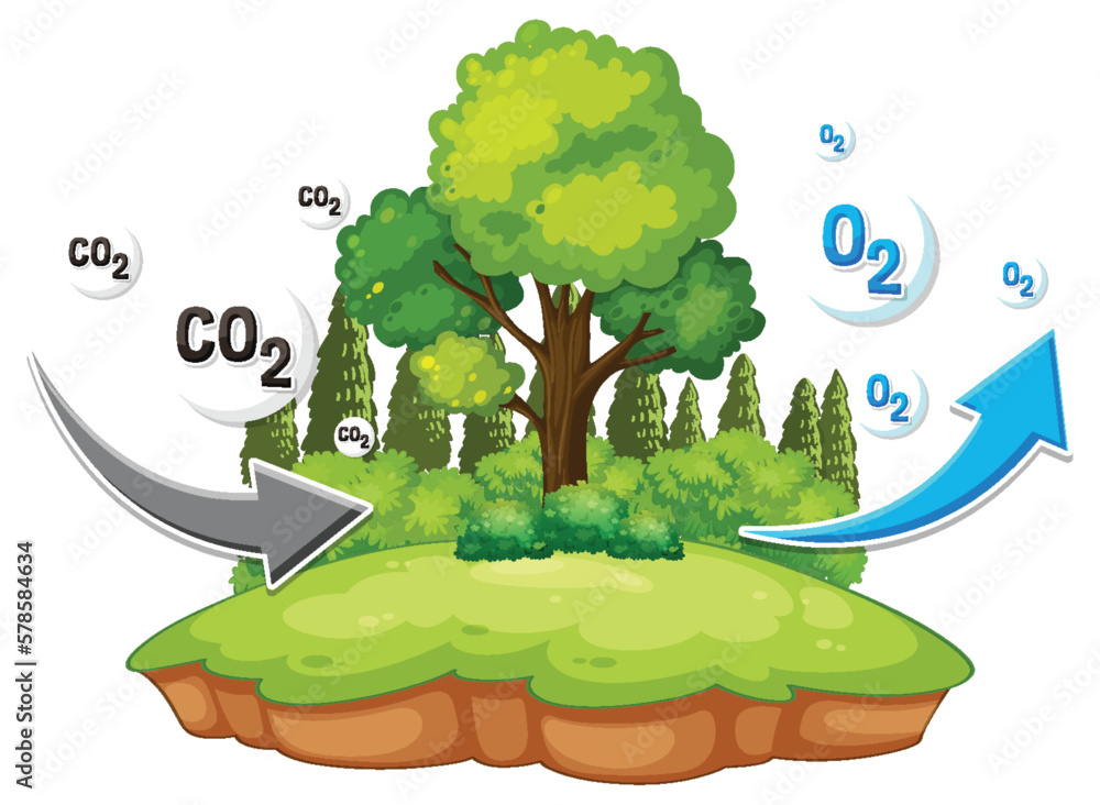 Oxygen Cycle Diagram for Science Education Stock Vector | Adobe Stock