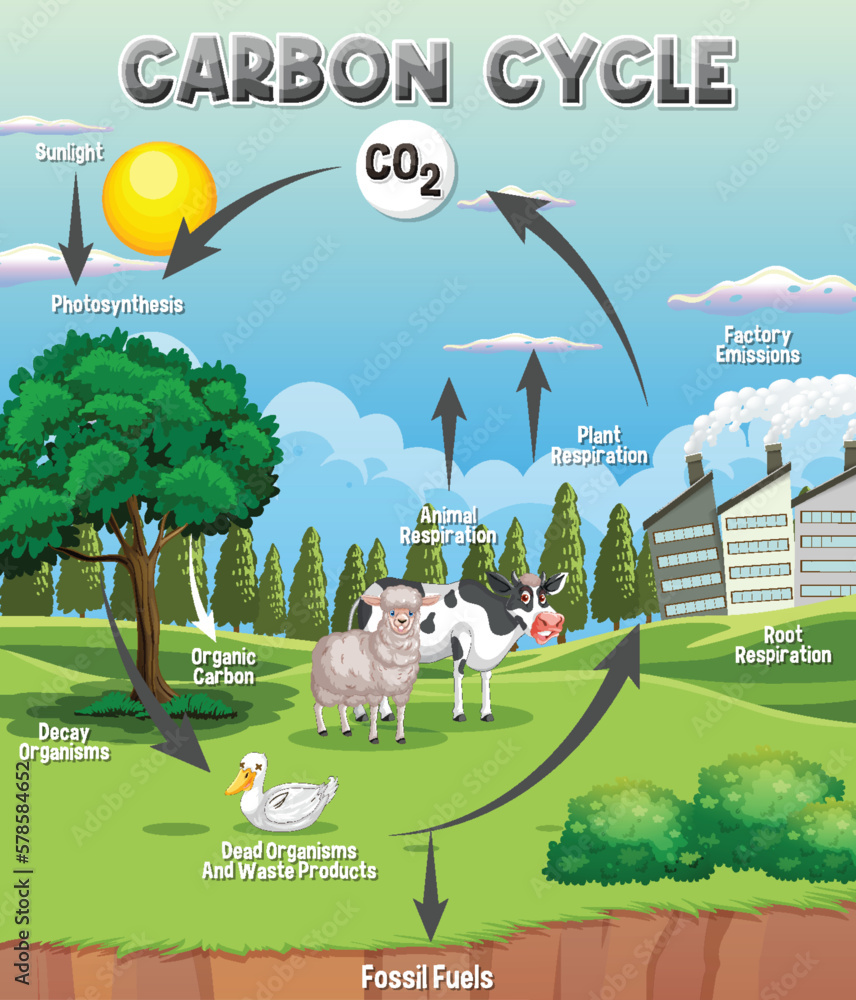 Carbon Cycle Diagram for Science Education Stock Vector | Adobe Stock