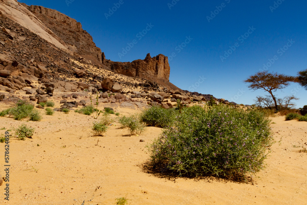 Green plants in the Sahara desert. Flowering bushes Zilla spinosa or ...