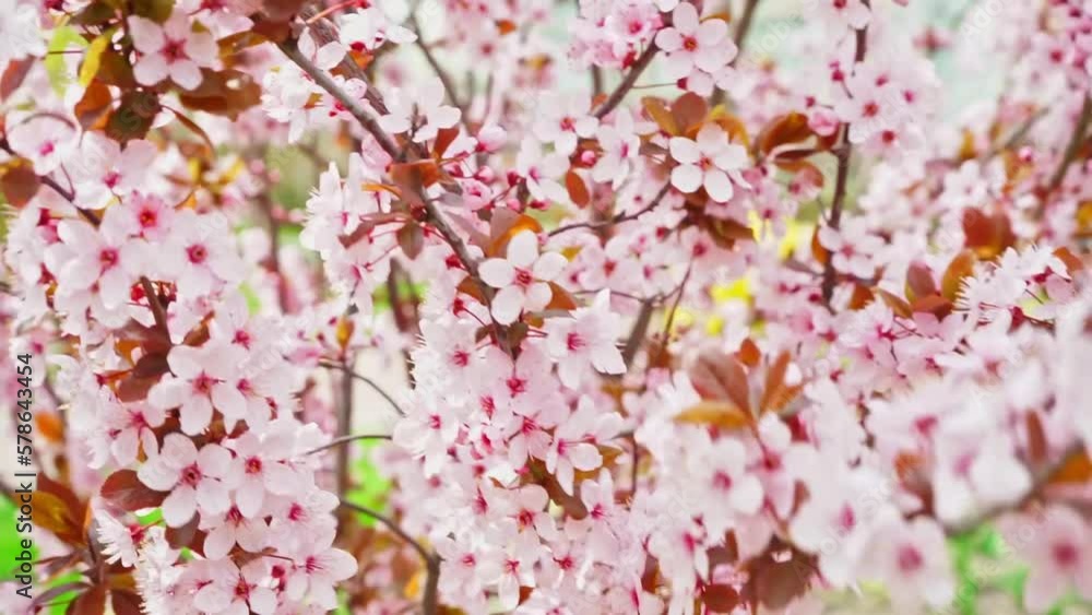 Video Stock Cherry branch with pink flowers in spring bloom, A ...