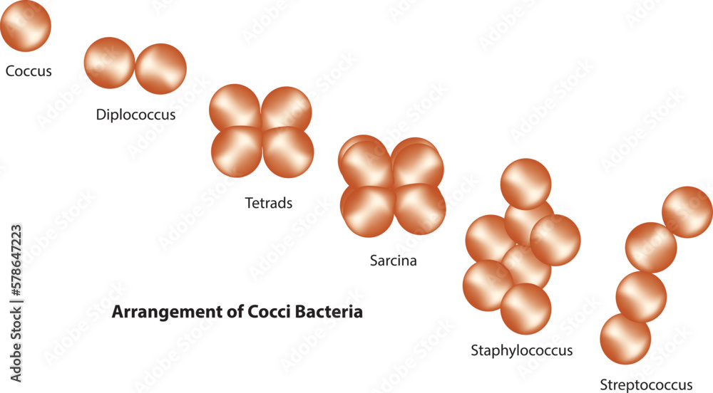 cocci bacteria examples Stock Vector | Adobe Stock