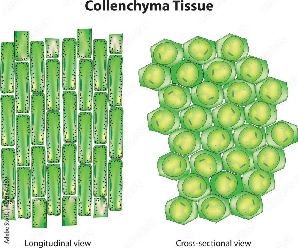 collenchyma cells (elongated, living cells that occur especially in ...