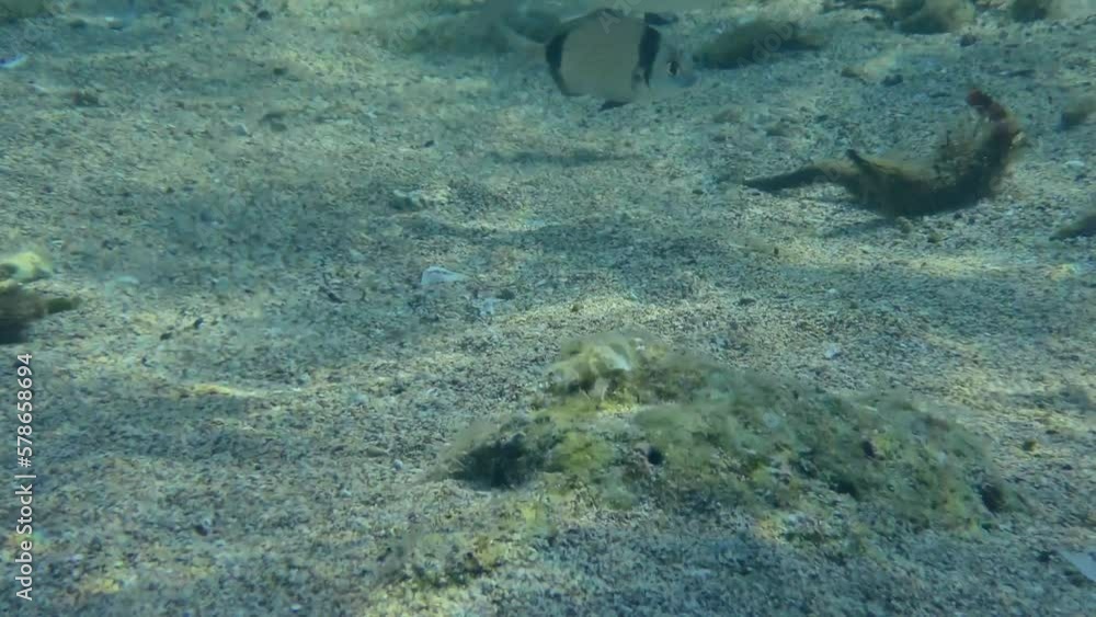 A flock of Golden gray mullet or Golden mullet (Liza aurata) feed in ...