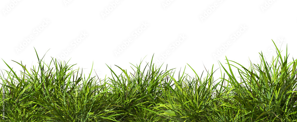 Grass field row lush close up cut out backgrounds 3d render png file ...