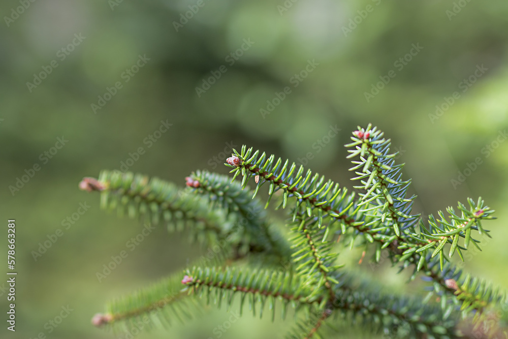 Pino pinsapo, sólo se encuentra en la sierra de Grazalema en España ...