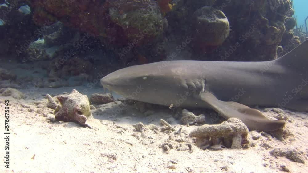 Caribbean Sea reef sharks in close-up underwater shot. world that is ...