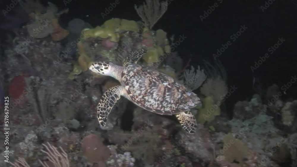 Swimming close-up to corals, sea turtle can be observed in Caribbean ...