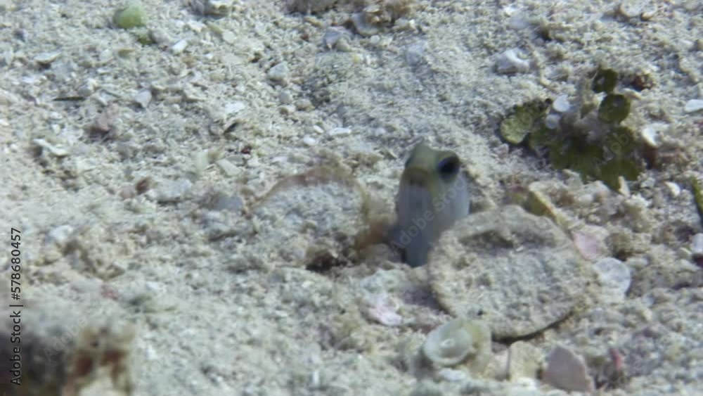 Largemouth fish peeks out of its burrow of sandy bottom underwater ...