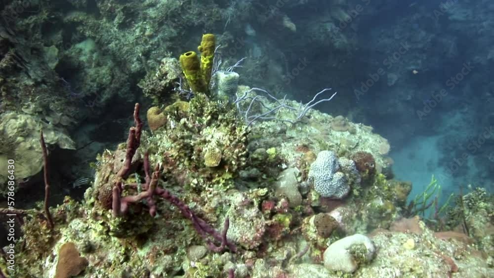 Mesmerizing views of Caribbean underwater coral reefs are awe-inspiring ...