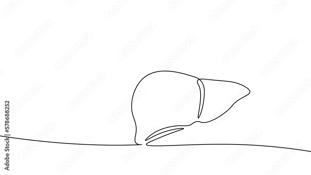 Single continuous line art anatomical human liver silhouette. Healthy ...