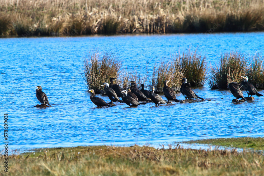 A stunning and rare photo of a large group of Cormorant Birds who have ...