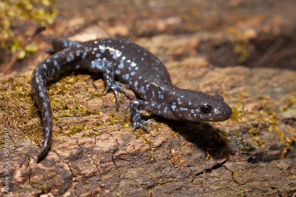 Unisexual ambystoma Jefferson salamander with blue spots field guide ...
