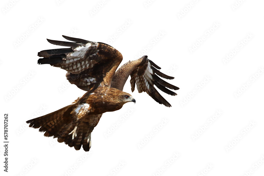 Black kite flying isolated on transparent background png file Stock ...