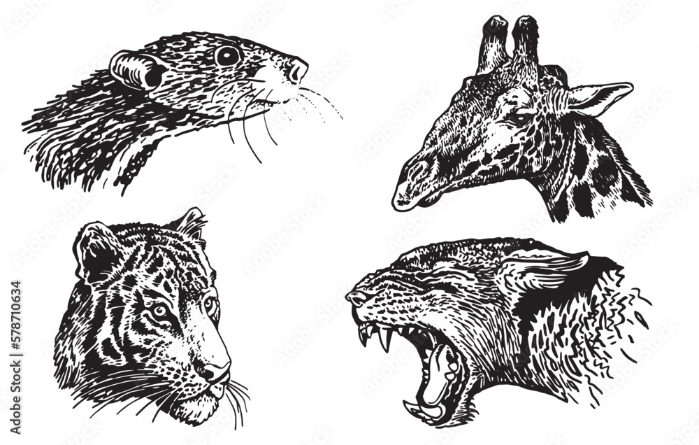 Graphical set of portraits of animals, vector head of tiger, giraffe ...