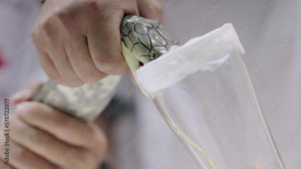 Venom extraction process from snake.Preparation of Antivenom and ...