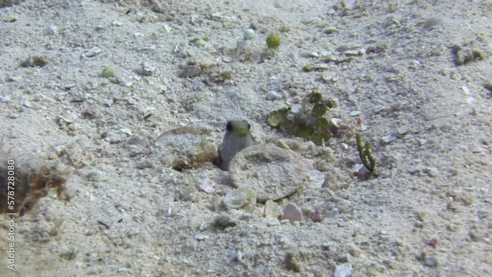 Fish peeks out of its burrow of sandy bottom underwater close-up ...