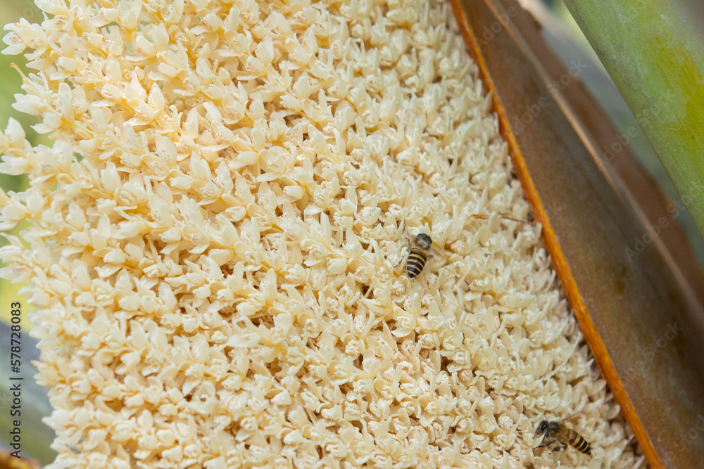 Blooming date palm male flower. Keep anther pollination transfer of ...