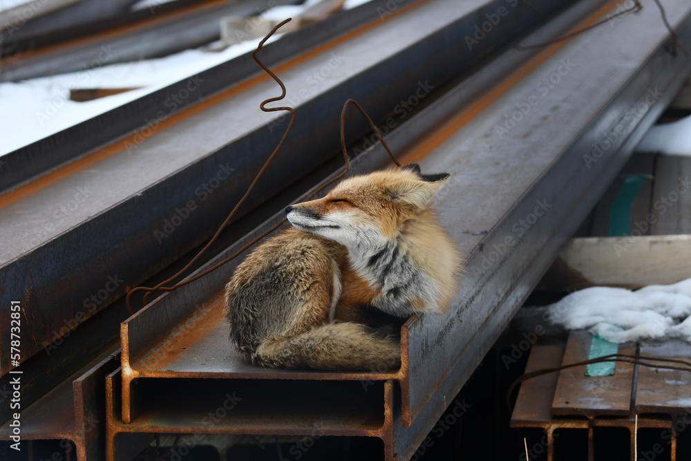 An American Red Fox rests on the top of a stack of industrial metal ...