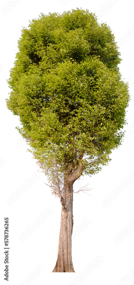 PNG tree with removed original background for easy to drag and drop in ...