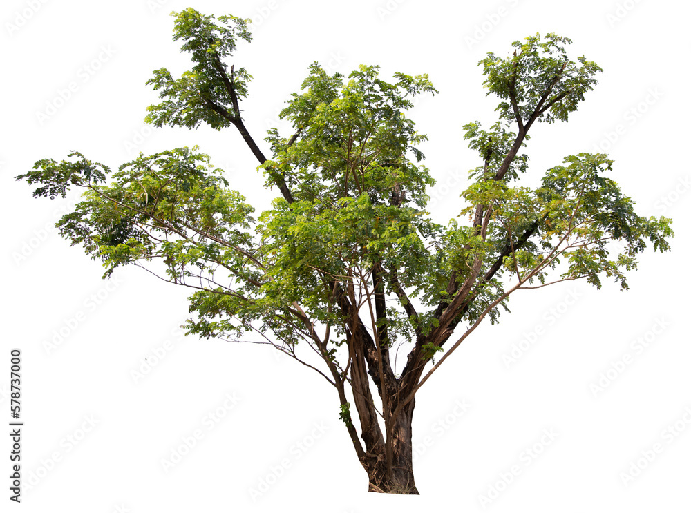 PNG tree with removed original background for easy to drag and drop in ...