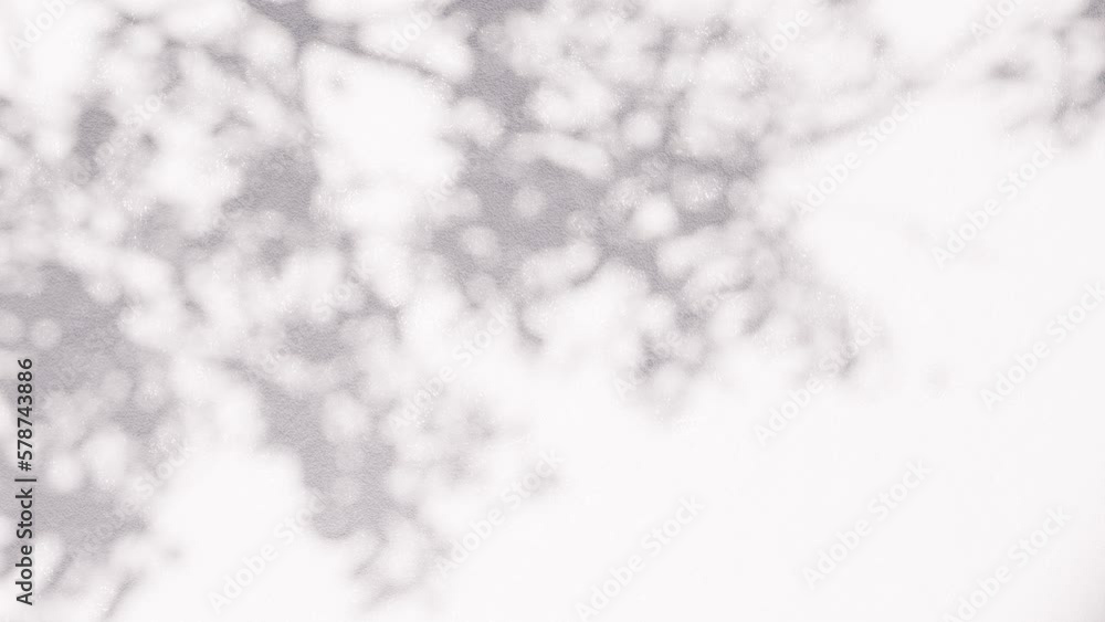 Tree shadow on a white wall. 4K seamless loop video Stock Video | Adobe ...