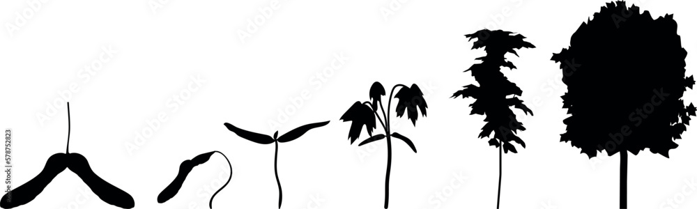 Black silhouette of life cycle of maple tree (Acer platanoides). Growth ...