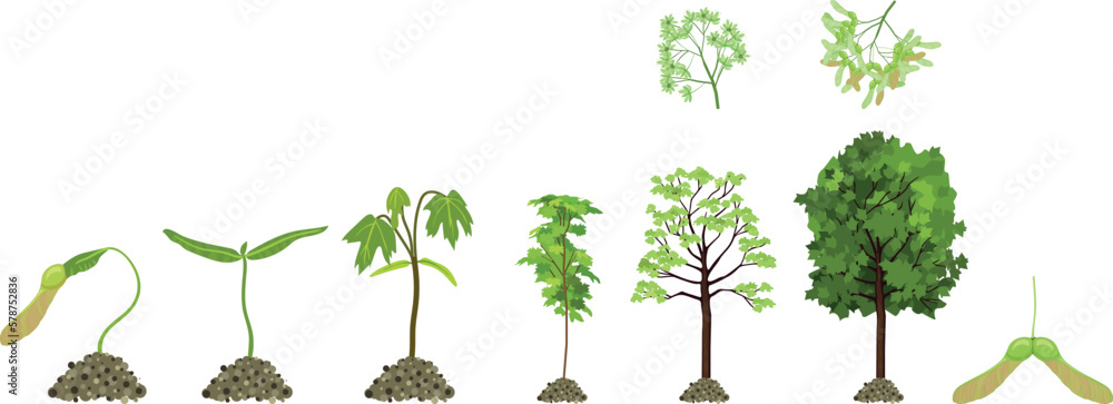 Life cycle of maple tree (Acer platanoides). Growth stages from samara ...