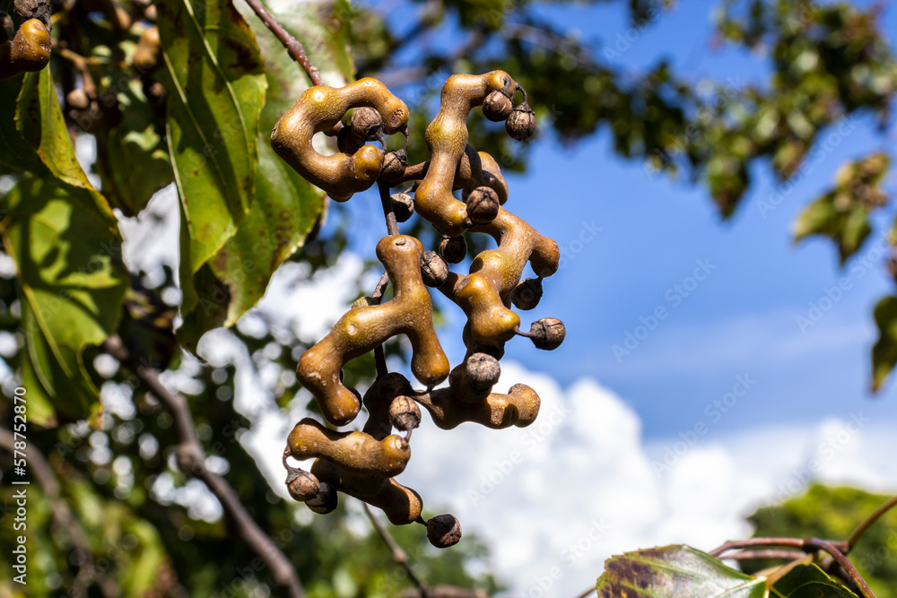 Japanese grape tree or Japanese grape, Hovenia dulcis loaded with ...