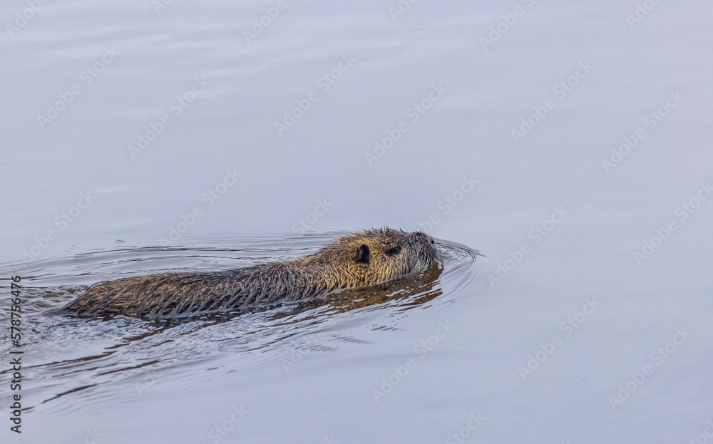 Coypu - Myocastor coypus, also known as river rat or nutria, is large ...