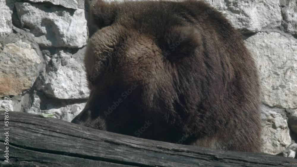 Brown bear finishes his lunch behind log in sunlight close-up. Standing ...