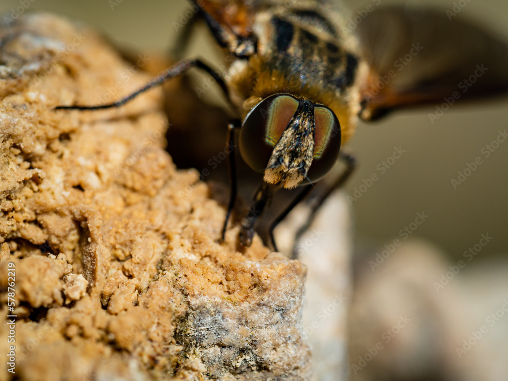 Detalle de la cabeza de un sílfido comiendo en una roca con la trompa ...