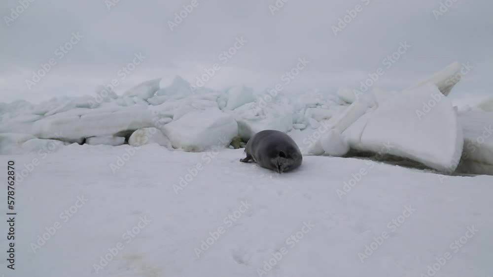 Cute seal in snow moves on its stomach to squirrel and lies down next ...