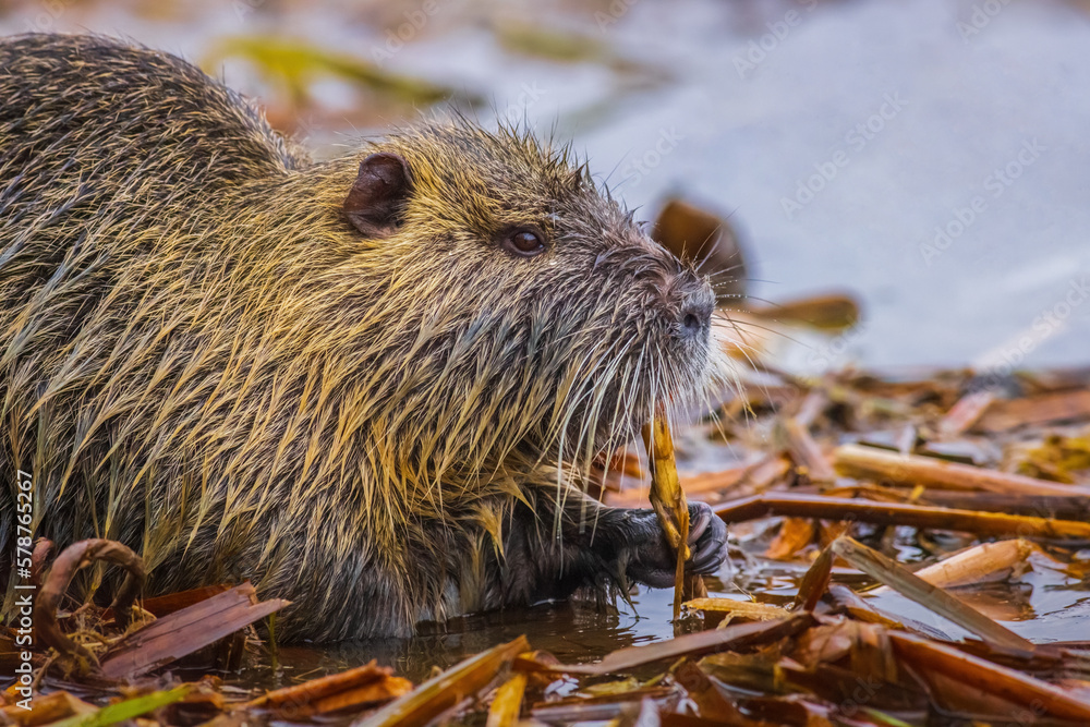 Coypu - Myocastor coypus, also known as river rat or nutria, is large ...